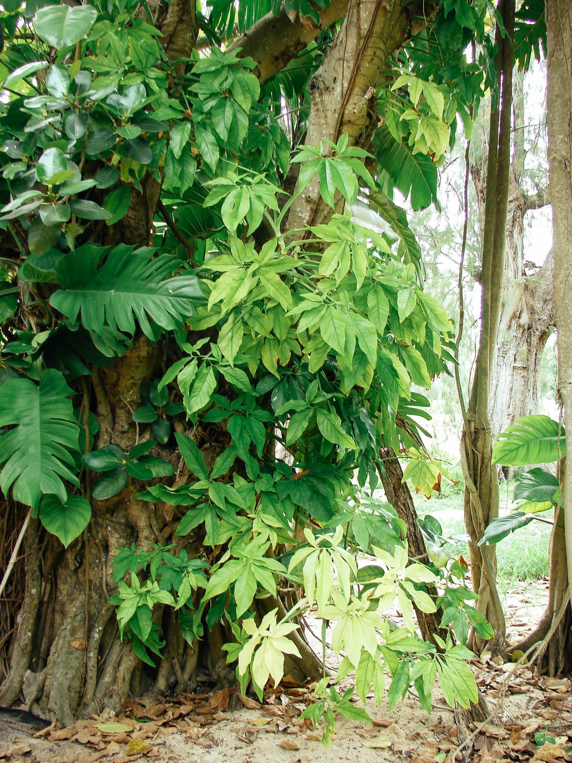 Simple Tips for Arrowhead Plant Care (Syngonium Podophyllum) - Garden Betty