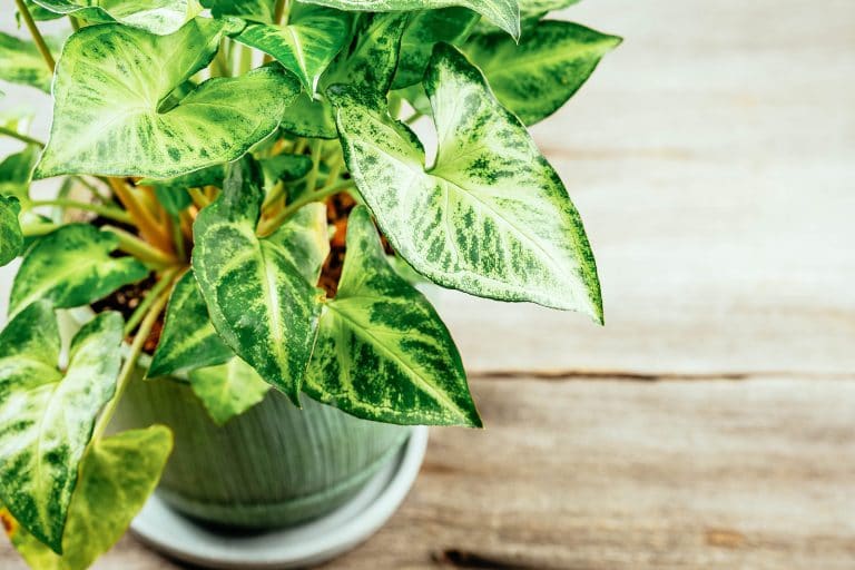 Simple Tips for Arrowhead Plant Care (Syngonium Podophyllum) - Garden Betty