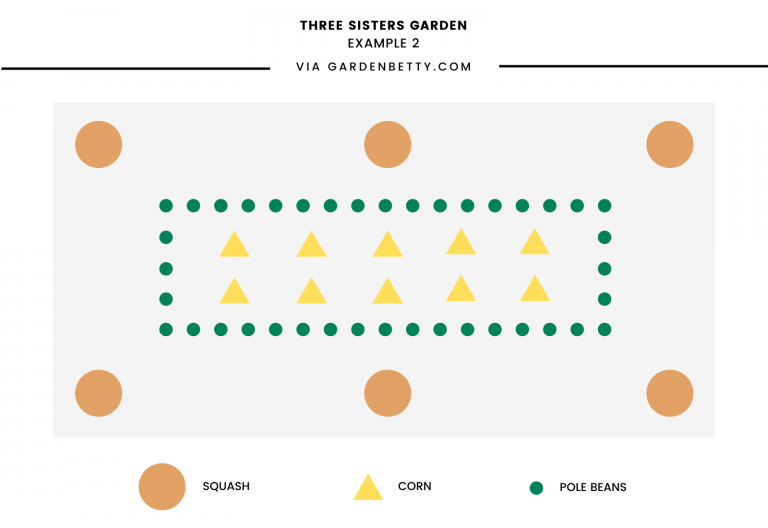How to Plant a Three Sisters Garden: The Original Companion Plants ...