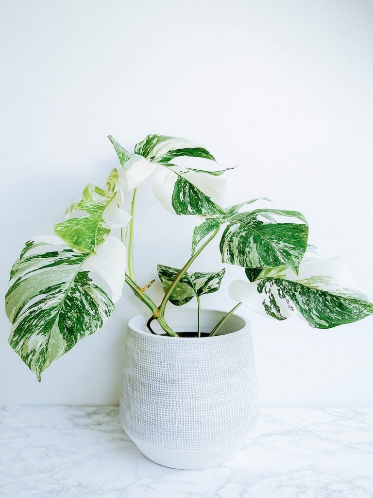 How to Keep Your Variegated Monstera Looking Gorgeous – Garden Betty