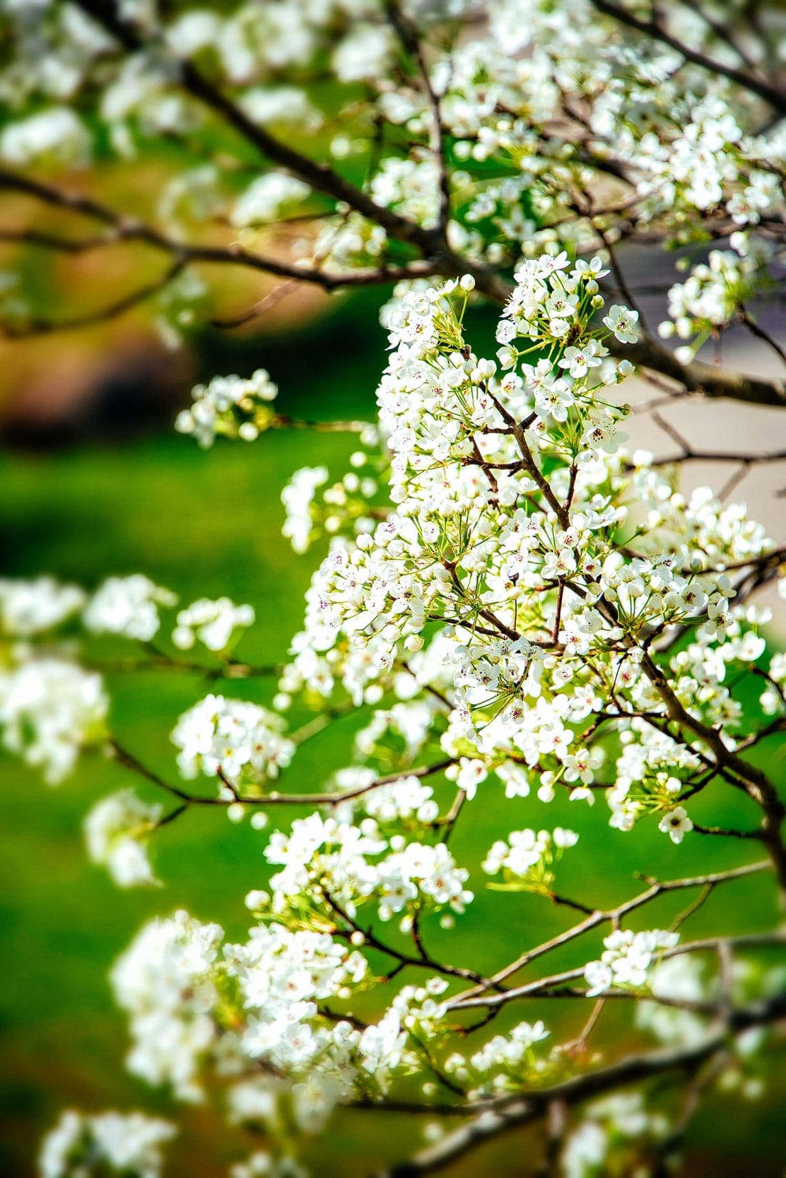 The Best Fast Growing Trees for Privacy, Shade, Color and More - Garden ...