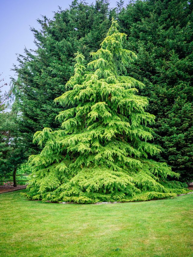 The Best Fast Growing Trees for Privacy, Shade, Color and More - Garden ...