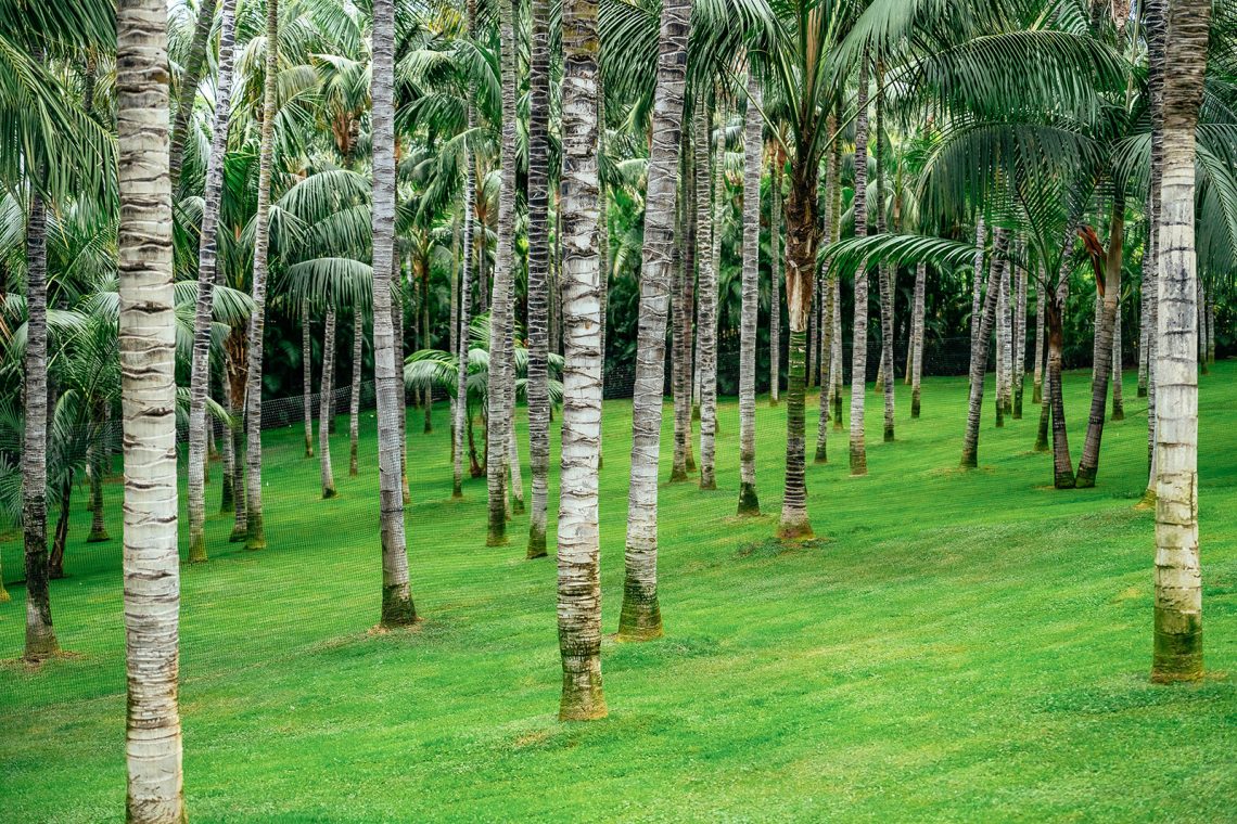 The Best Fast Growing Trees for Privacy, Shade, Color and More – Garden ...