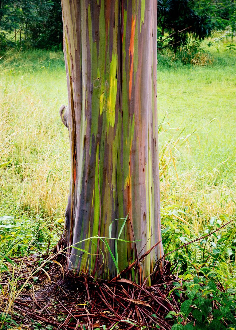 The Best Fast Growing Trees for Privacy, Shade, Color and More - Garden ...