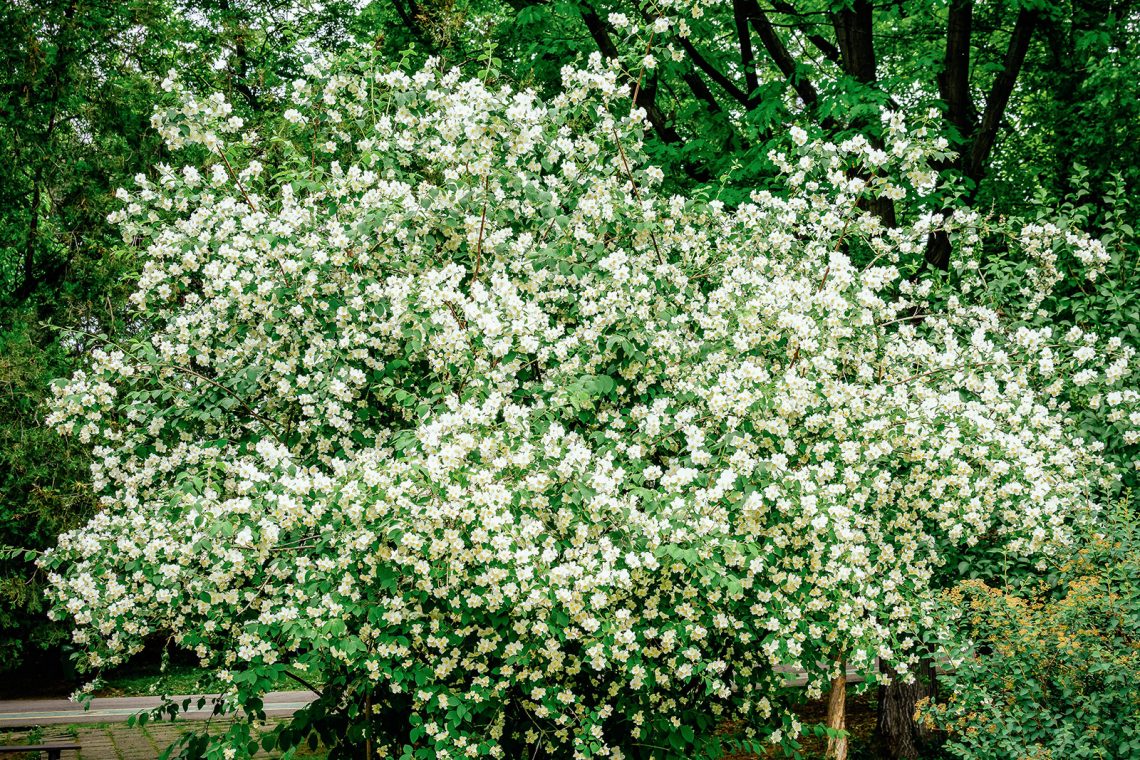 The Best Fast Growing Trees for Privacy, Shade, Color and More - Garden ...