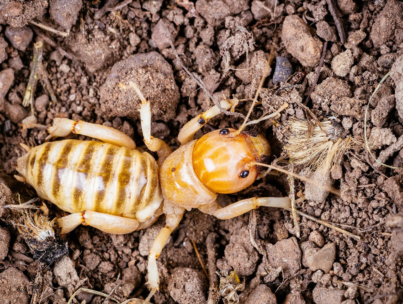 Yikes—Do Potato Bugs Bite? Here's the Lowdown on Jerusalem Crickets ...