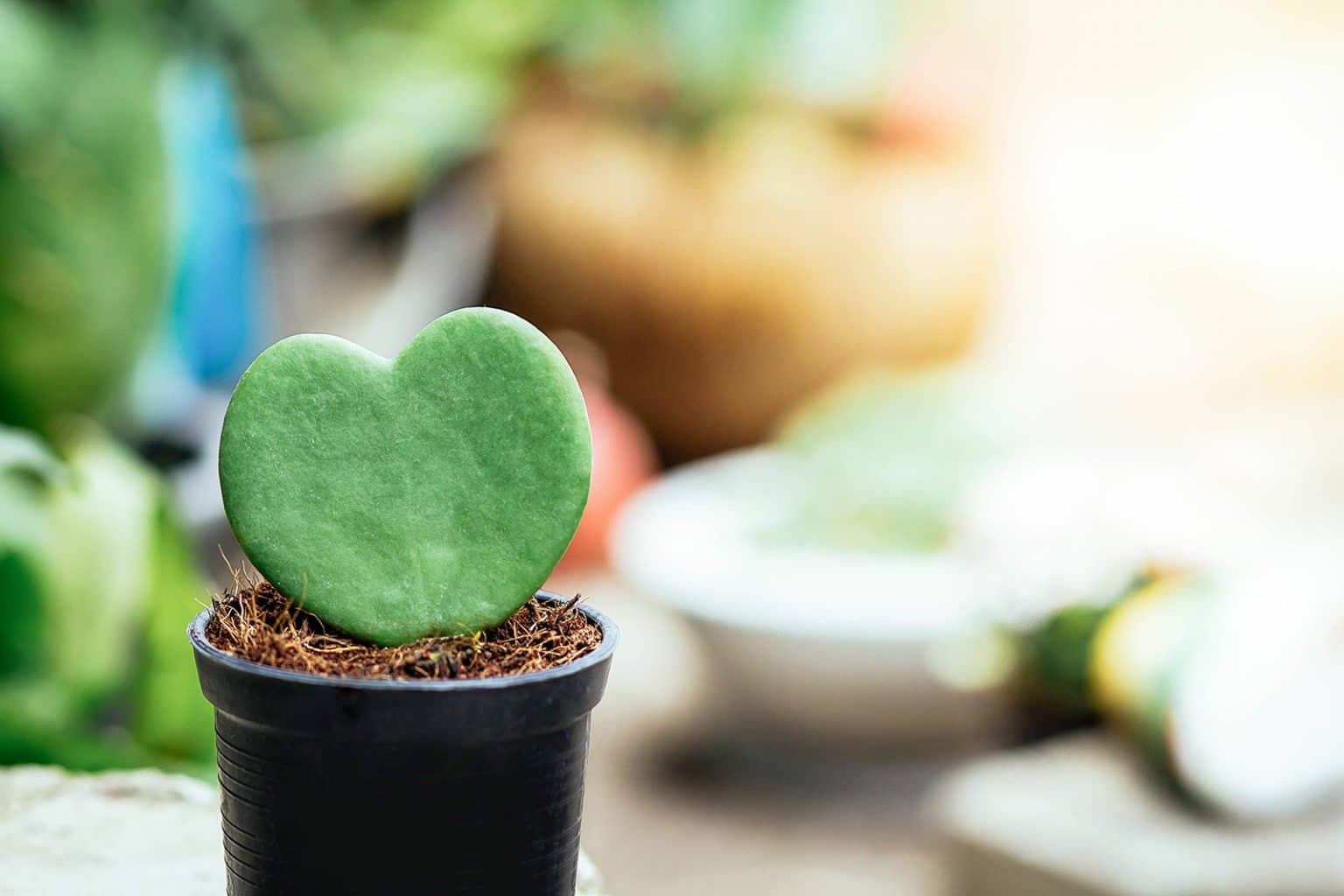 Hoya Kerrii Growing Guide for Beginners: An Easy Houseplant to Love ...