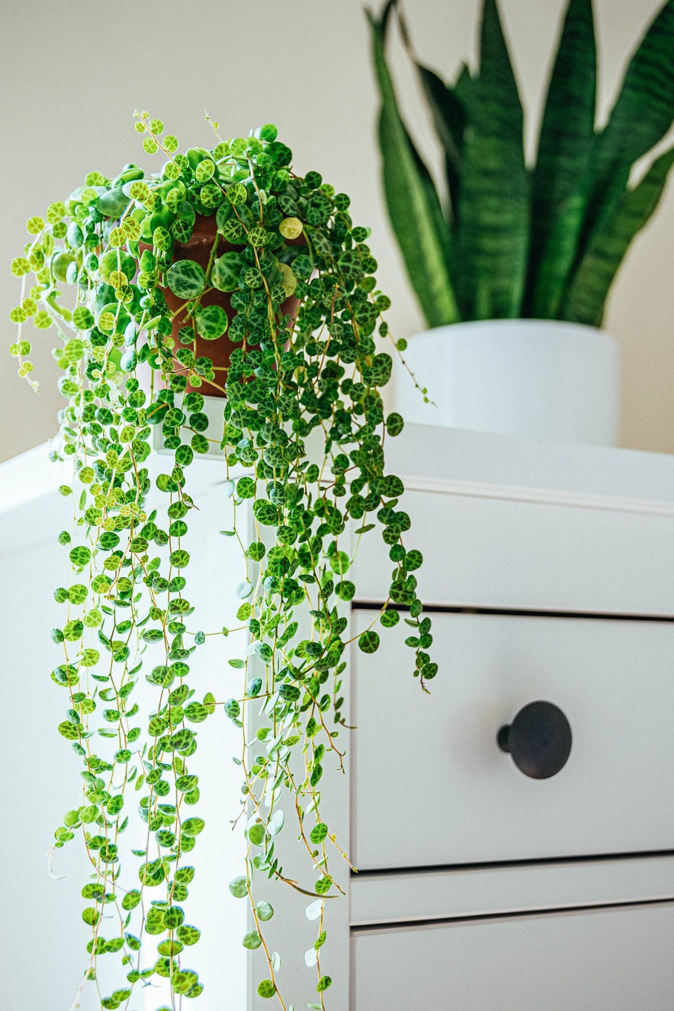 Effortless Guide to String of Turtles Plant Care (Peperomia Prostrata) – Garden Betty