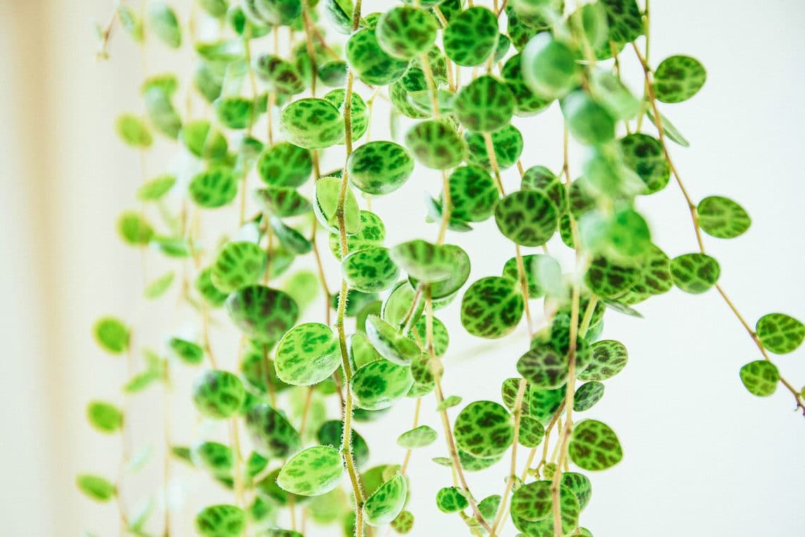 Effortless Guide to String of Turtles Plant Care (Peperomia Prostrata) – Garden Betty