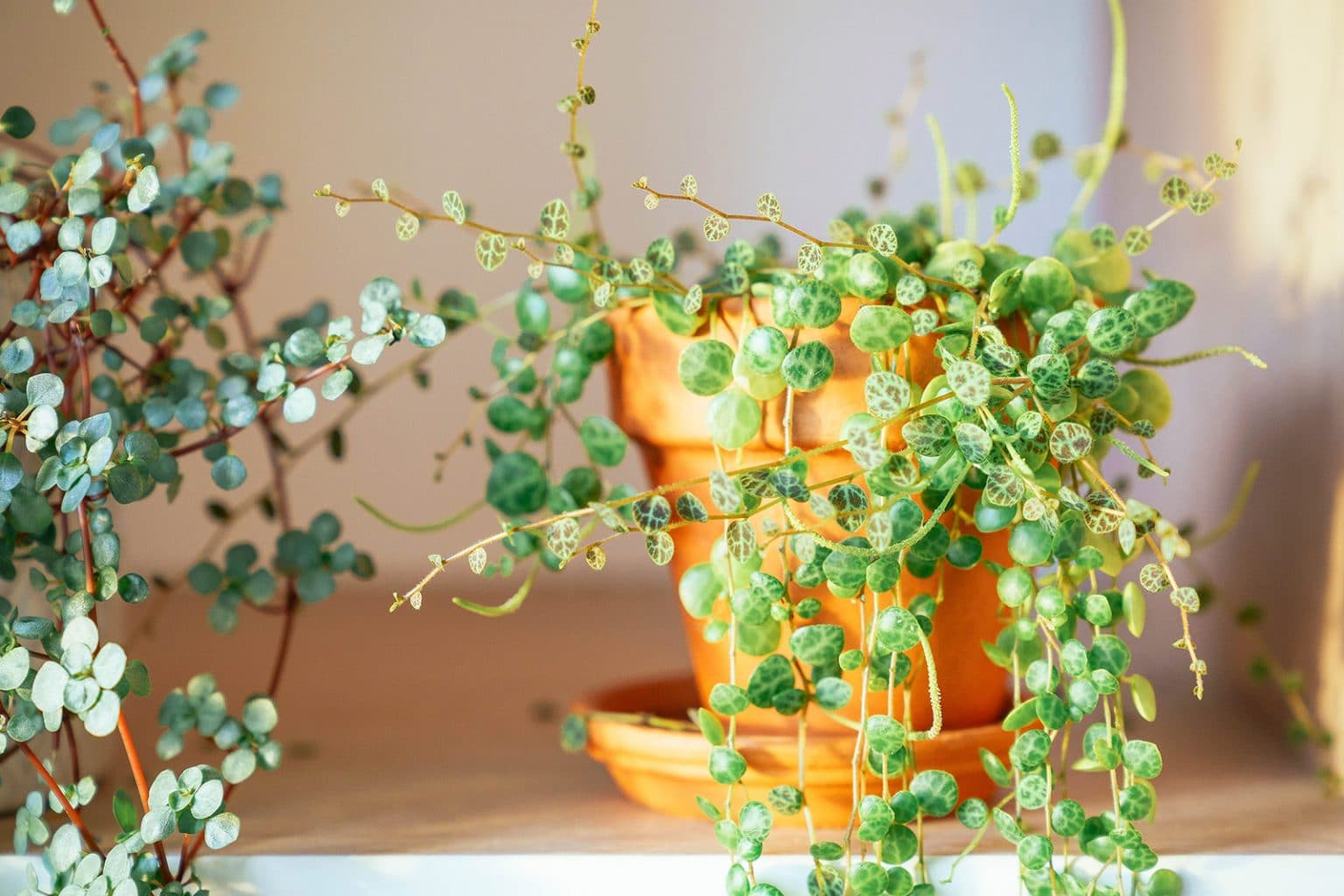 Effortless Guide to String of Turtles Plant Care (Peperomia Prostrata) – Garden Betty