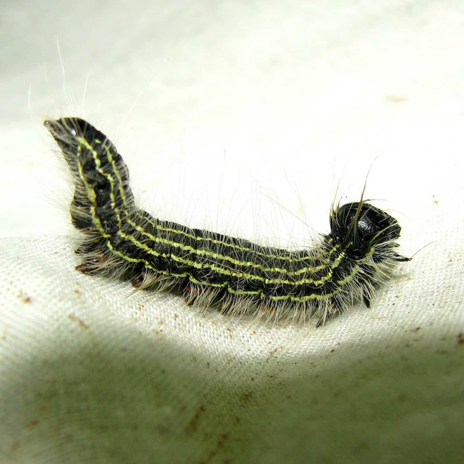 A to Z Visual Guide to Identifying Striped Caterpillars in Your Garden ...