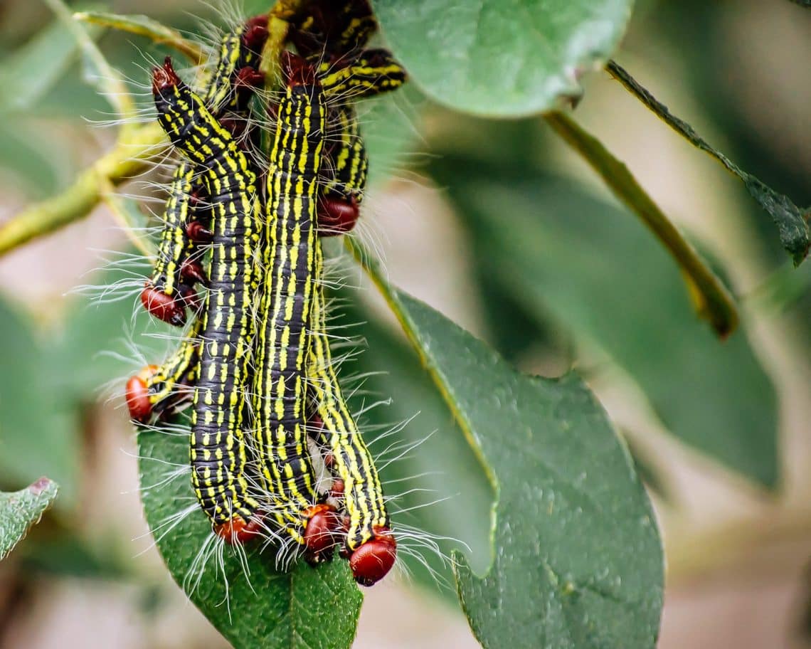 A to Z Visual Guide to Identifying Striped Caterpillars in Your Garden ...