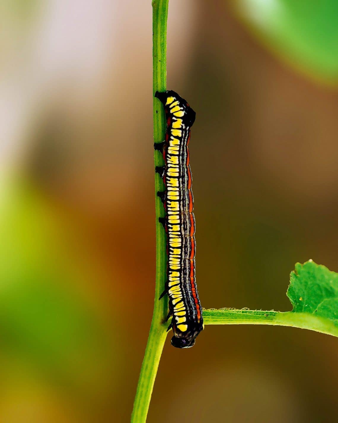 A to Z Visual Guide to Identifying Striped Caterpillars in Your Garden ...