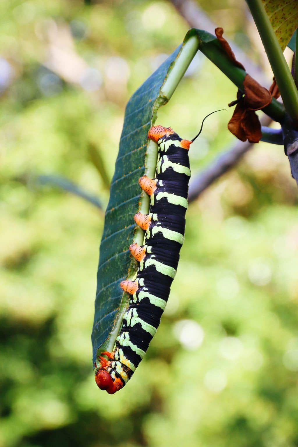 A to Z Visual Guide to Identifying Striped Caterpillars in Your Garden ...