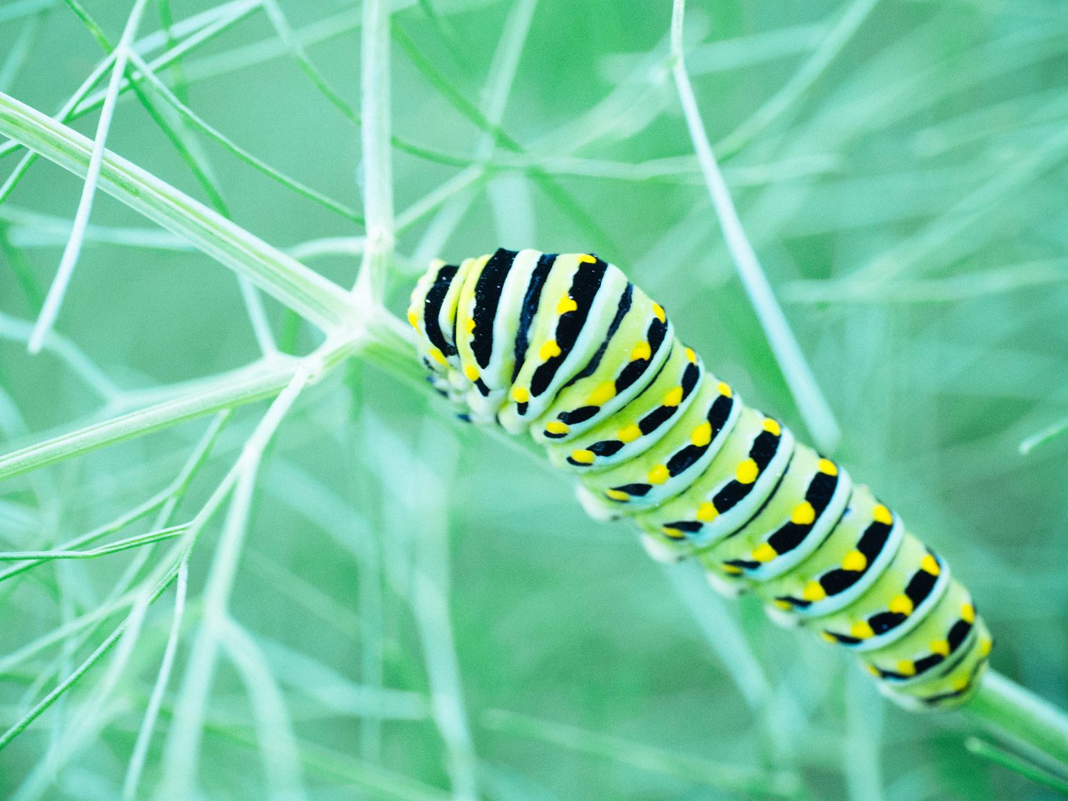 A Visual Guide to 32 Types of Green Caterpillars in Your Garden ...