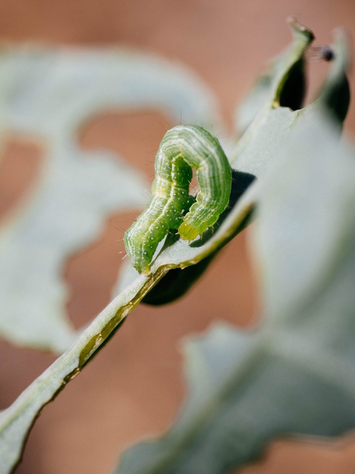 A Visual Guide to 32 Types of Green Caterpillars in Your Garden ...