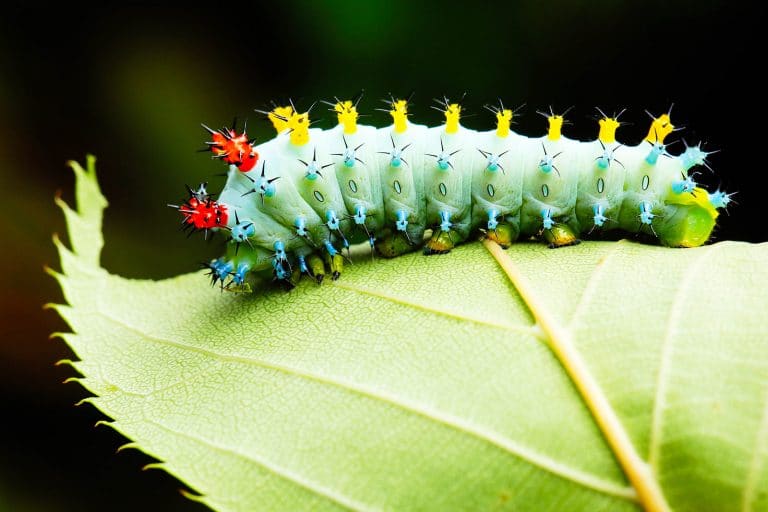 A Visual Guide to 32 Types of Green Caterpillars in Your Garden ...