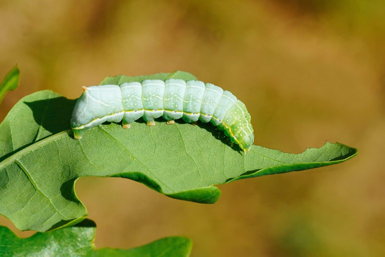 A Visual Guide to 32 Types of Green Caterpillars in Your Garden ...