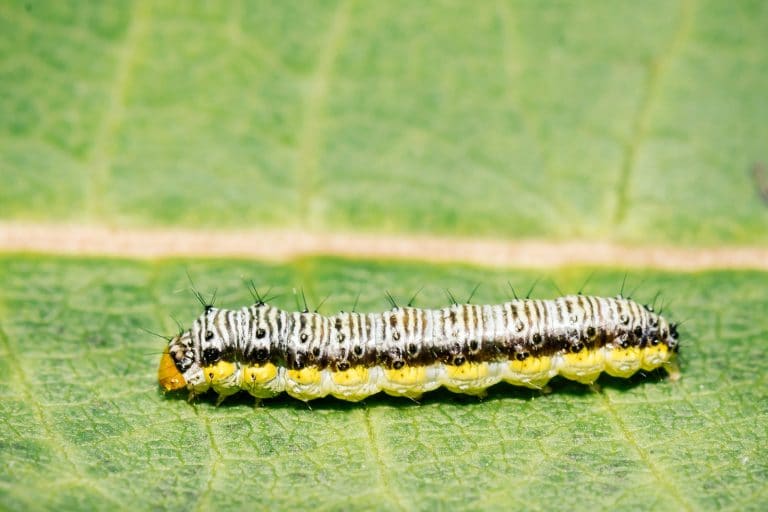 A Visual Guide to 32 Types of Green Caterpillars in Your Garden ...