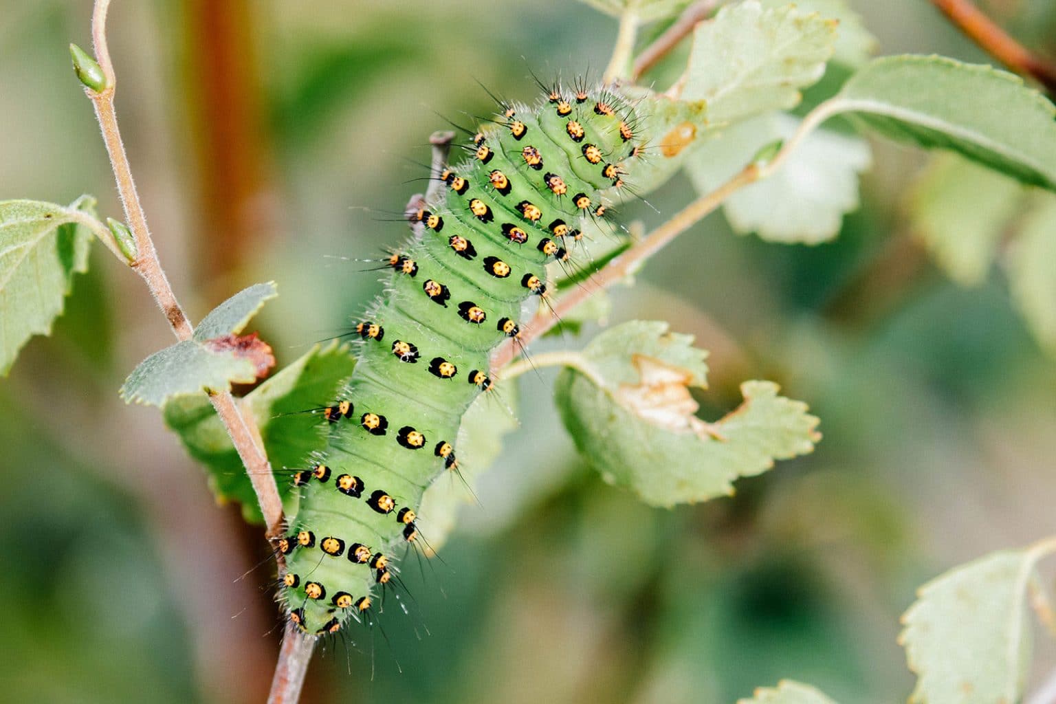 A Visual Guide to 32 Types of Green Caterpillars in Your Garden ...