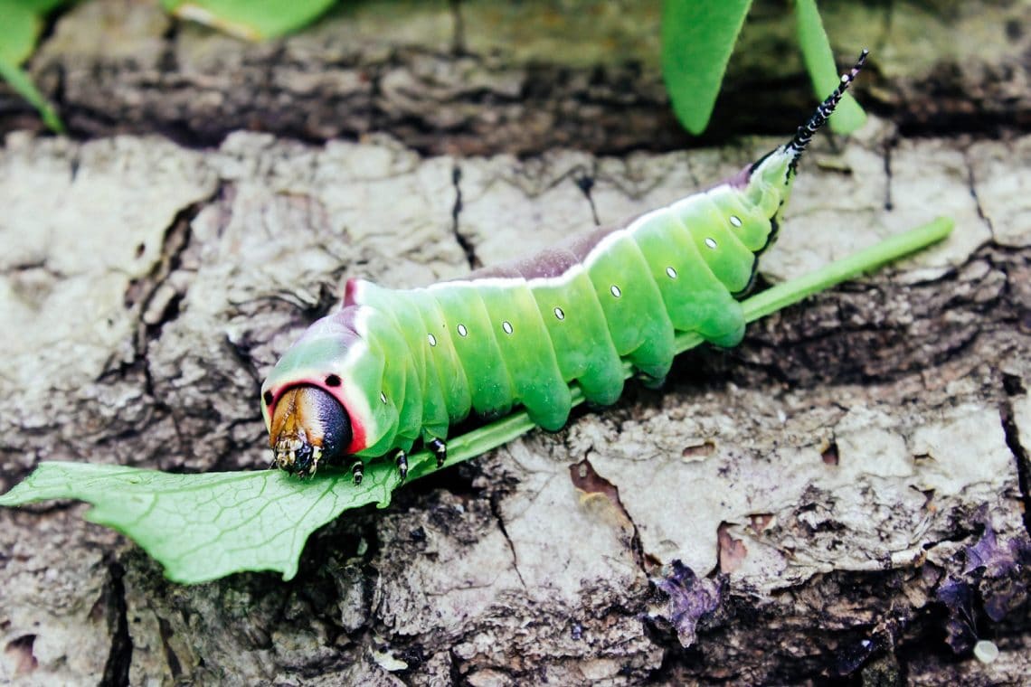 A Visual Guide to 32 Types of Green Caterpillars in Your Garden ...