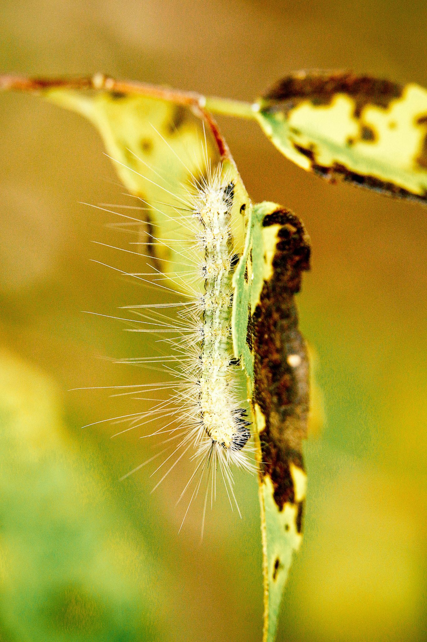 A Visual Guide to 32 Types of Green Caterpillars in Your Garden ...