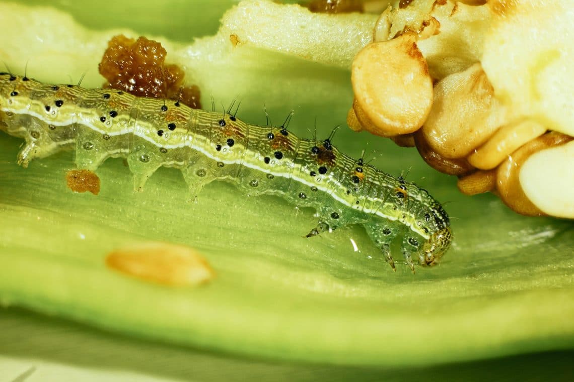A Visual Guide to 32 Types of Green Caterpillars in Your Garden ...