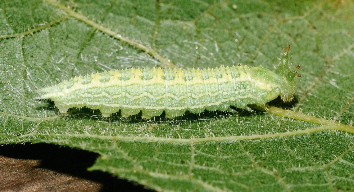 A Visual Guide to 32 Types of Green Caterpillars in Your Garden ...