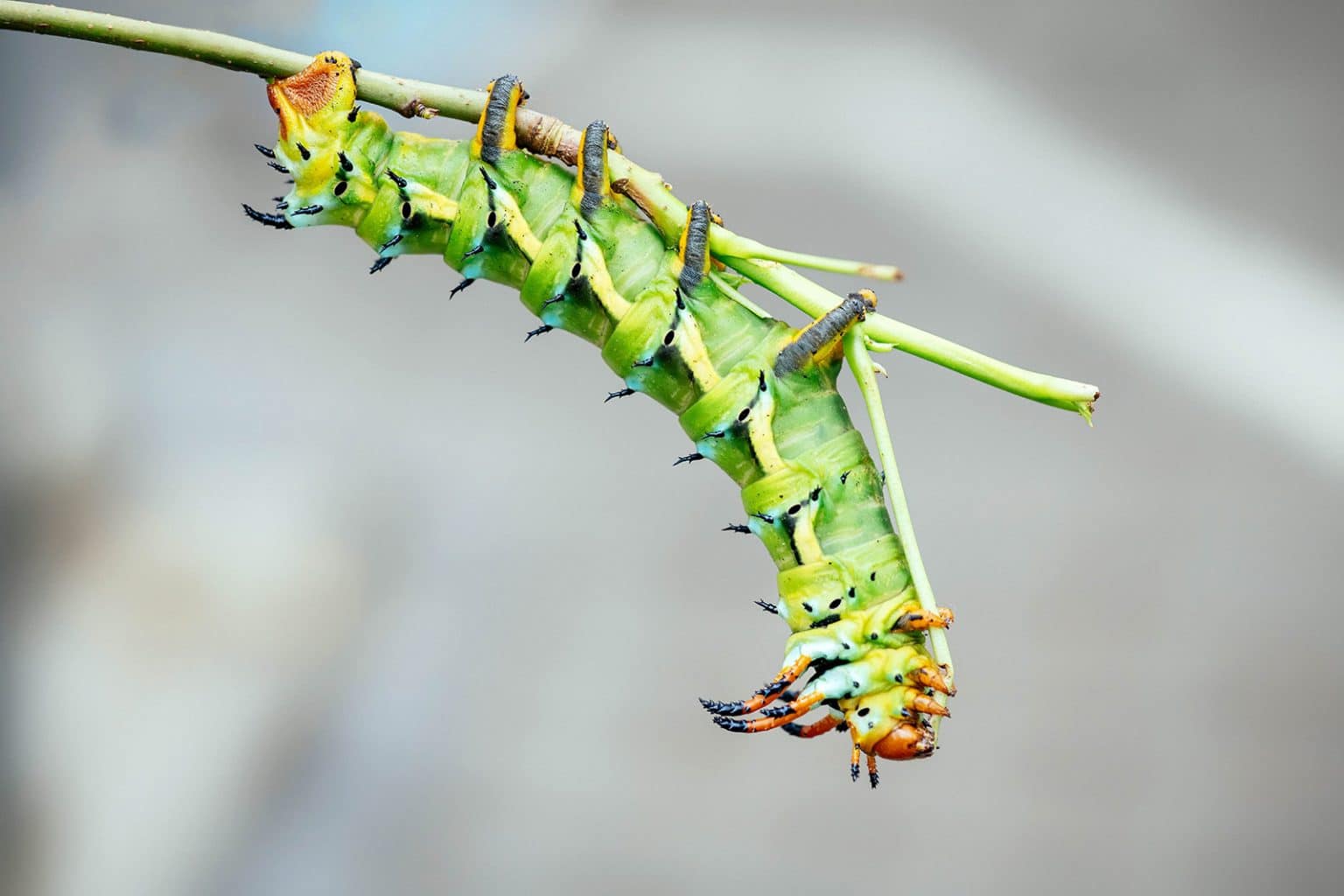 A Visual Guide to 32 Types of Green Caterpillars in Your Garden ...