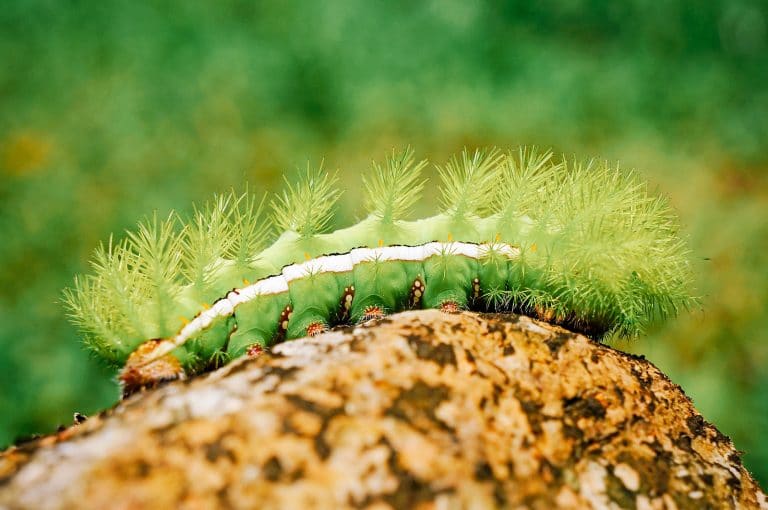 A Visual Guide to 32 Types of Green Caterpillars in Your Garden ...