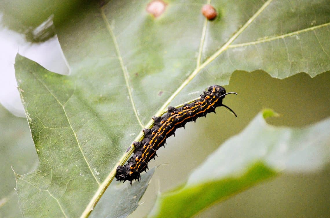 A to Z Visual Guide to Identifying Striped Caterpillars in Your Garden ...