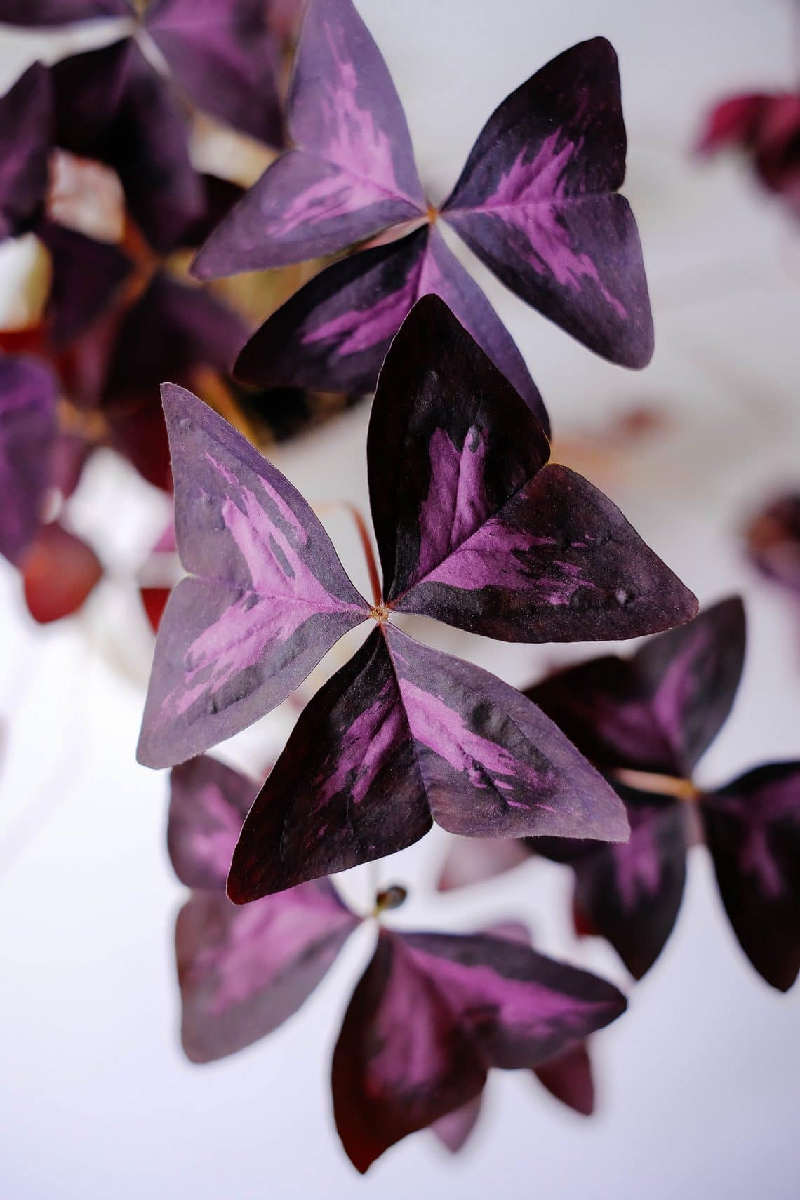 Oxalis Triangularis: How to Grow Purple Shamrock as a Houseplant ...