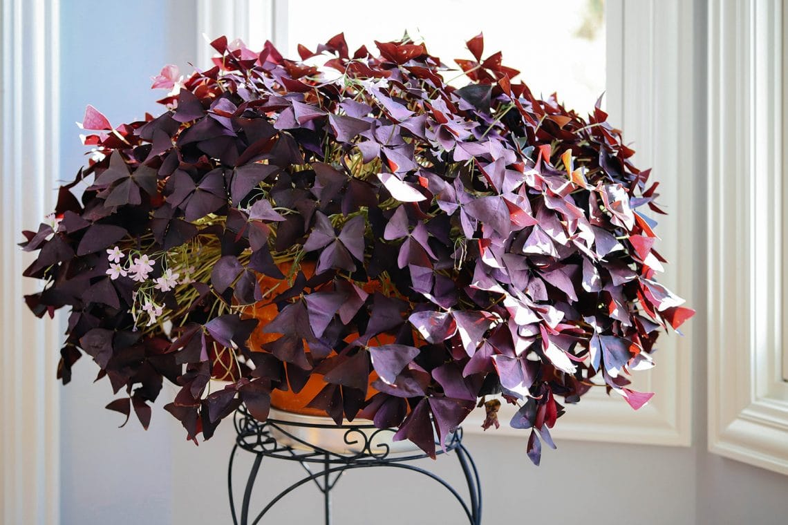 Oxalis Triangularis: How to Grow Purple Shamrock as a Houseplant ...