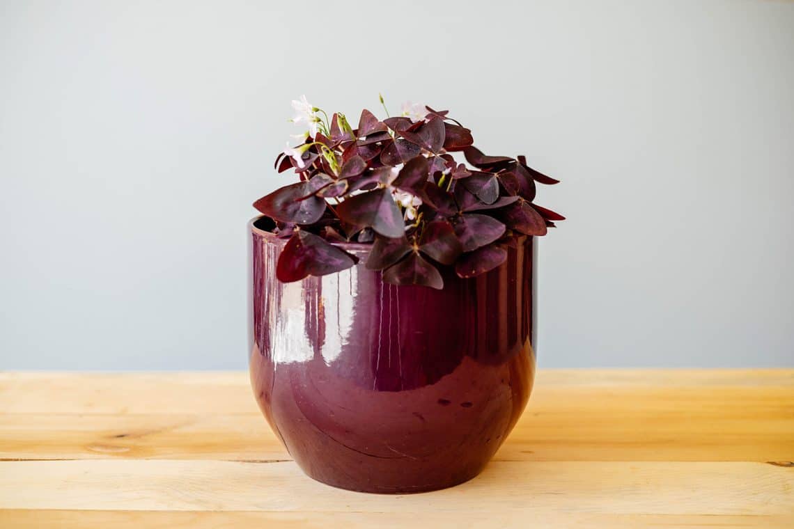 Oxalis Triangularis: How to Grow Purple Shamrock as a Houseplant ...