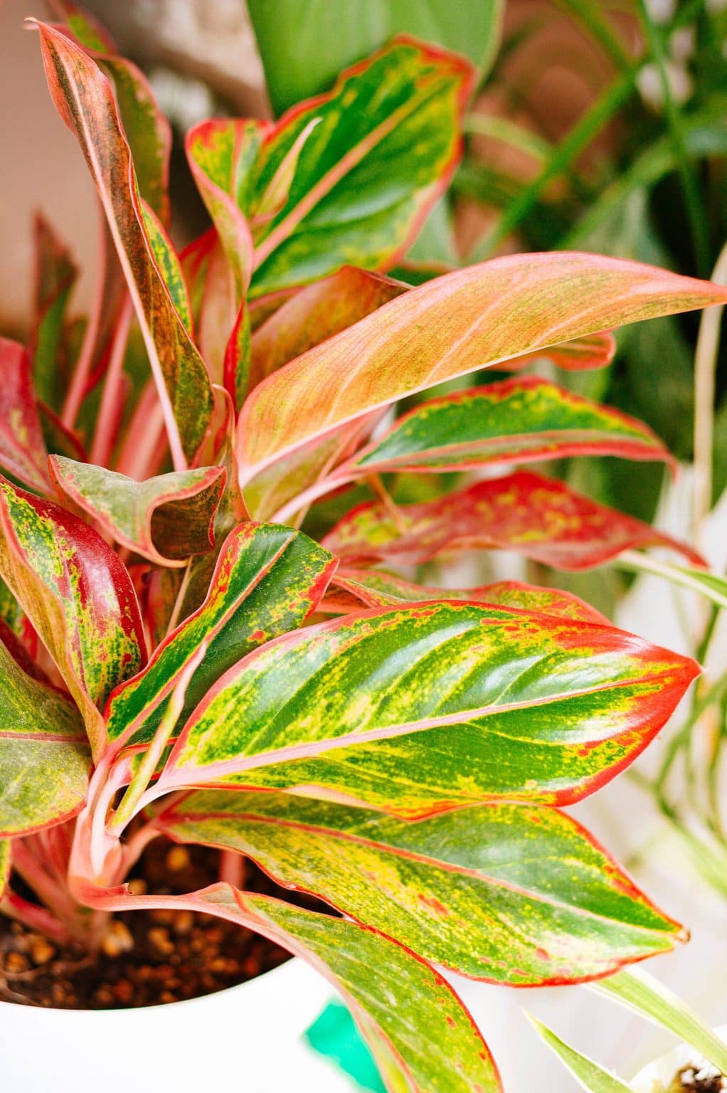 Aglaonema Varieties to Swoon Over: 35 Stunning Chinese Evergreen Plants ...