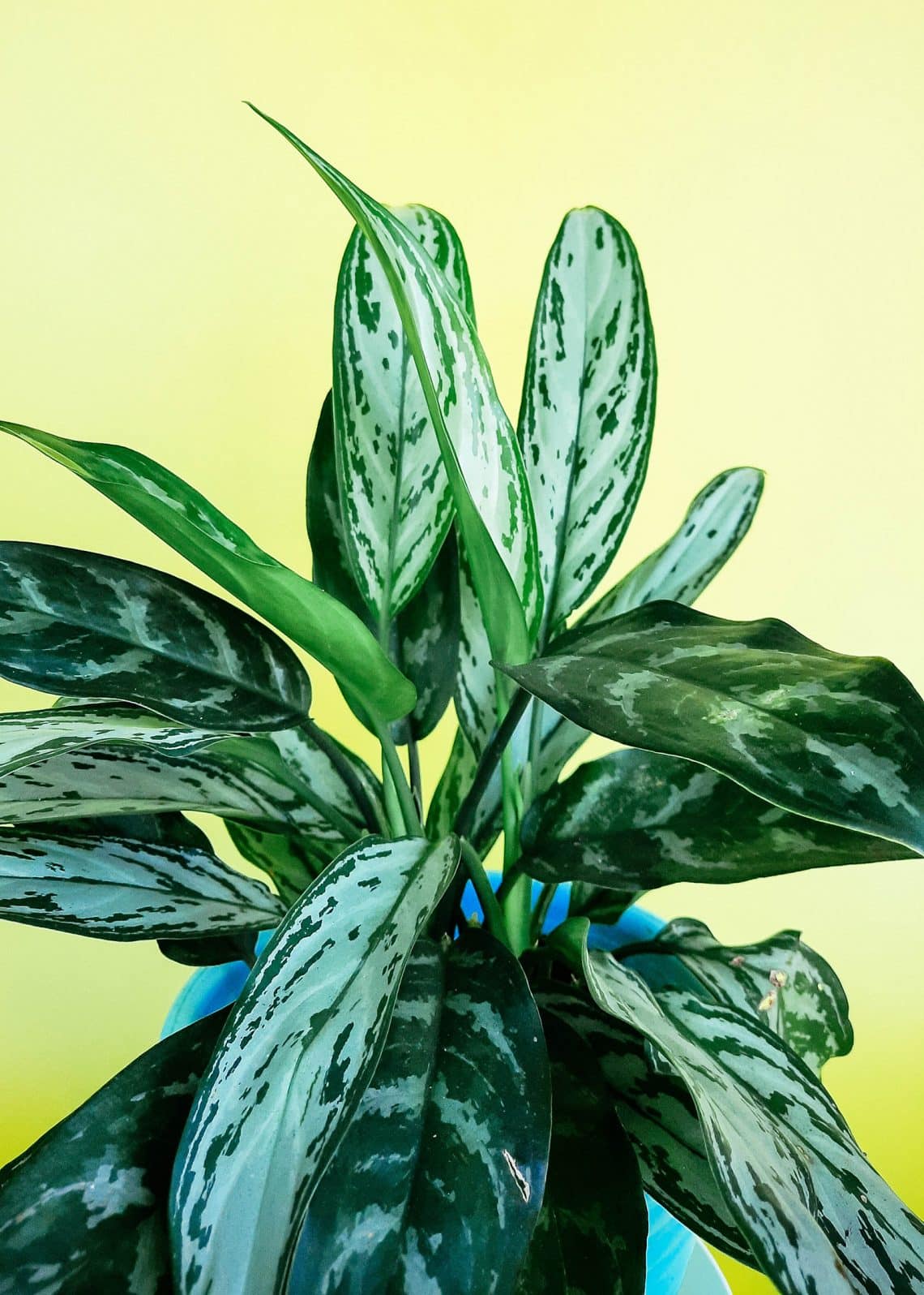 Aglaonema Varieties to Swoon Over: 35 Stunning Chinese Evergreen Plants ...