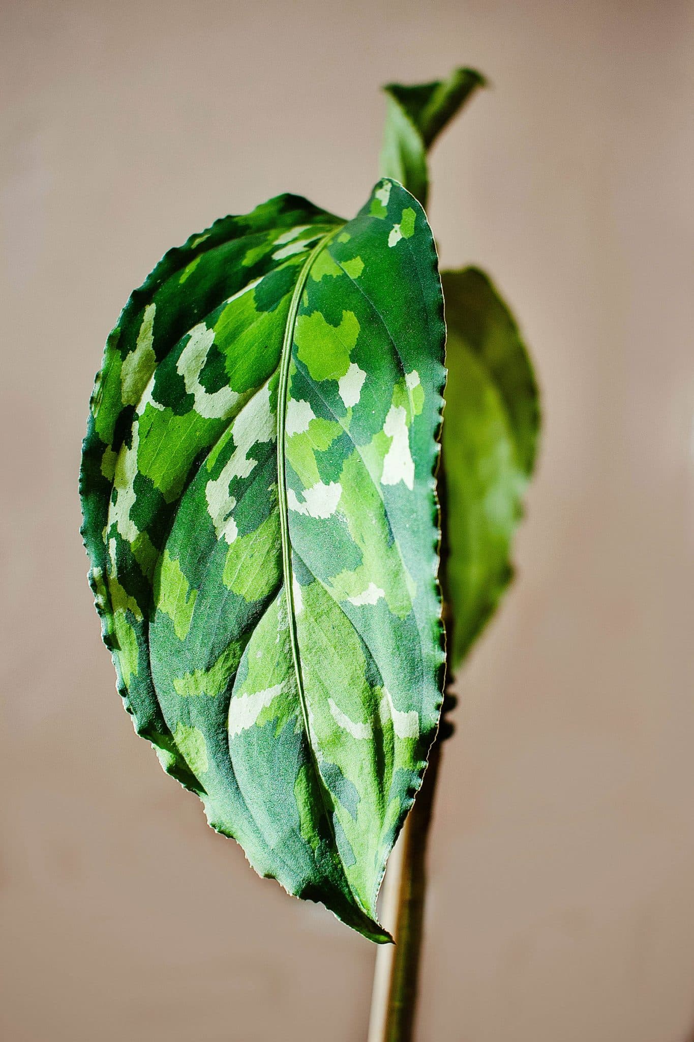 Aglaonema Varieties to Swoon Over: 35 Stunning Chinese Evergreen Plants ...