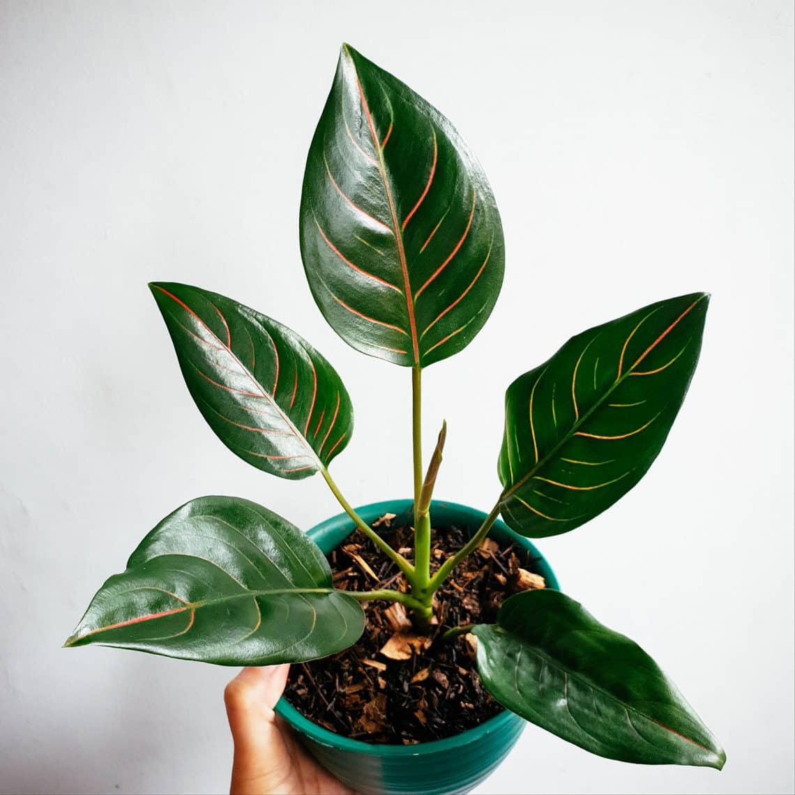 Aglaonema Varieties to Swoon Over: 35 Stunning Chinese Evergreen Plants ...