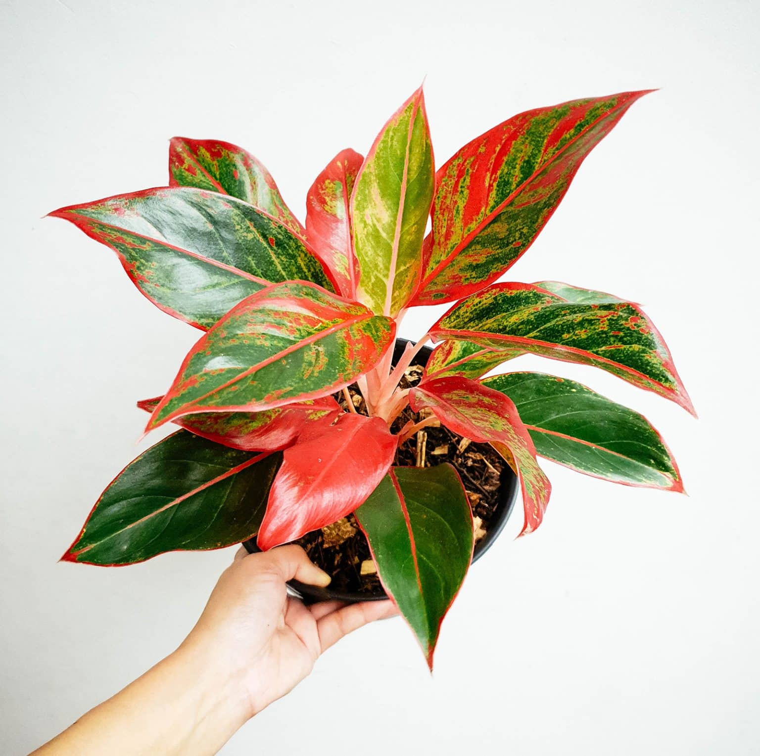 Aglaonema Varieties to Swoon Over: 35 Stunning Chinese Evergreen Plants ...