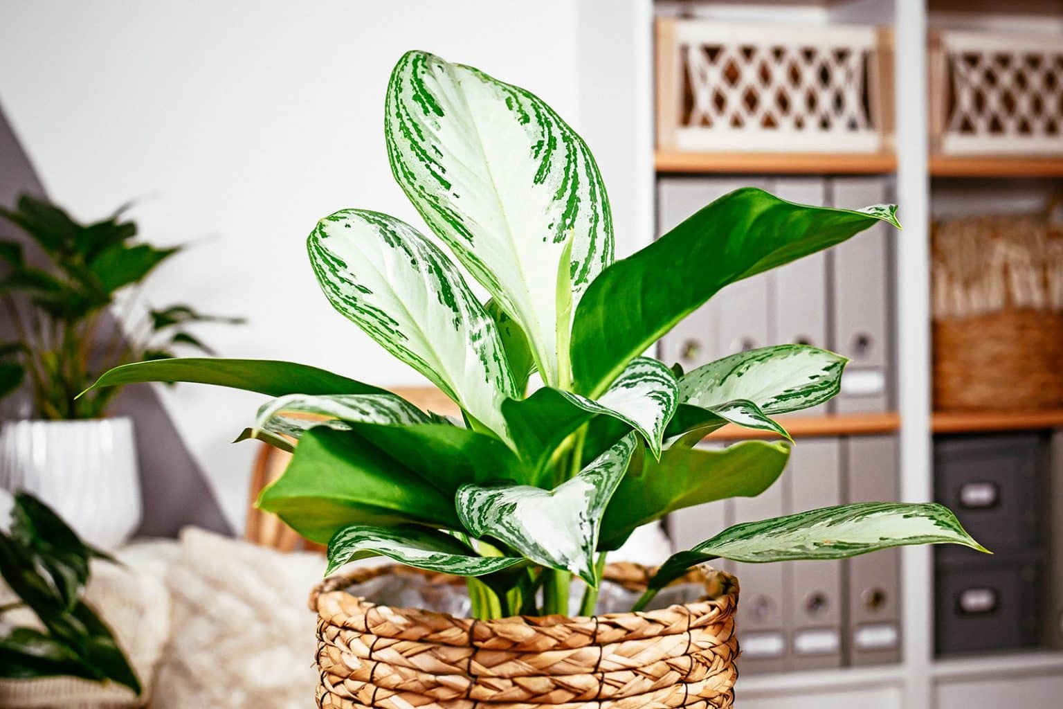Aglaonema Varieties to Swoon Over: 35 Stunning Chinese Evergreen Plants ...