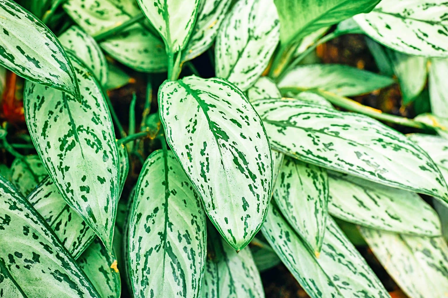 Aglaonema Varieties to Swoon Over: 35 Stunning Chinese Evergreen Plants ...