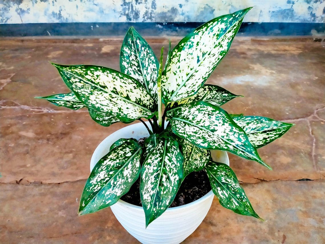 Aglaonema Varieties to Swoon Over: 35 Stunning Chinese Evergreen Plants ...