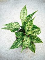 Aglaonema Varieties to Swoon Over: 35 Stunning Chinese Evergreen Plants ...