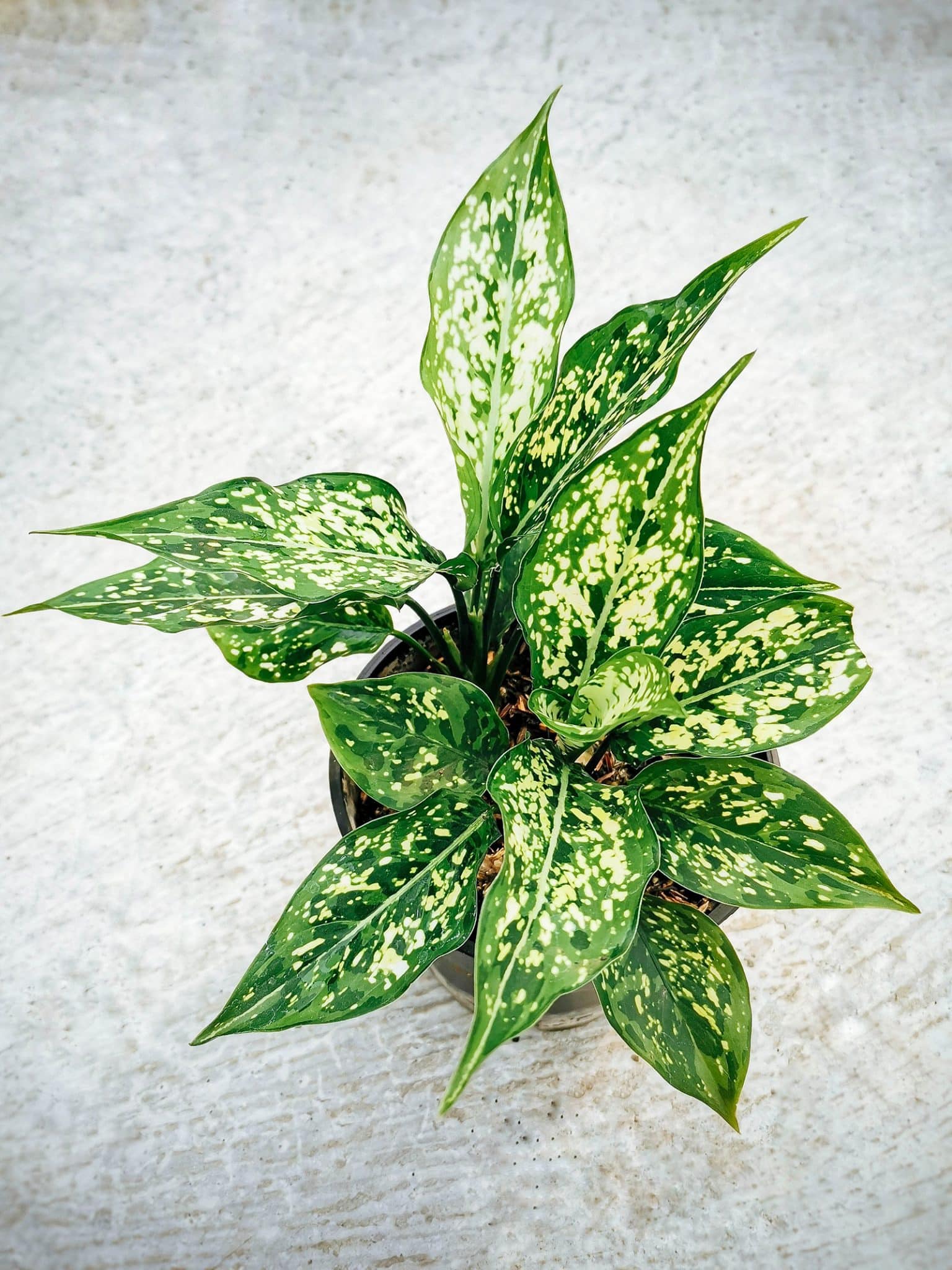 Aglaonema Varieties to Swoon Over: 35 Stunning Chinese Evergreen Plants ...