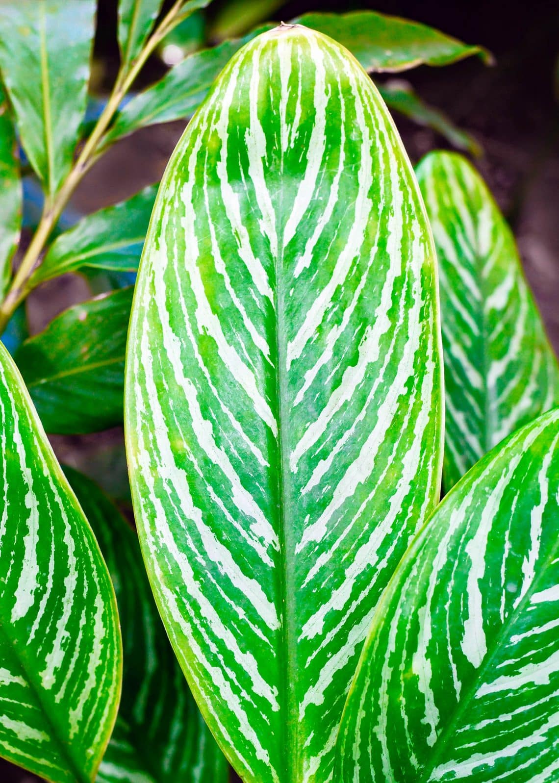 Aglaonema Varieties to Swoon Over: 35 Stunning Chinese Evergreen Plants ...