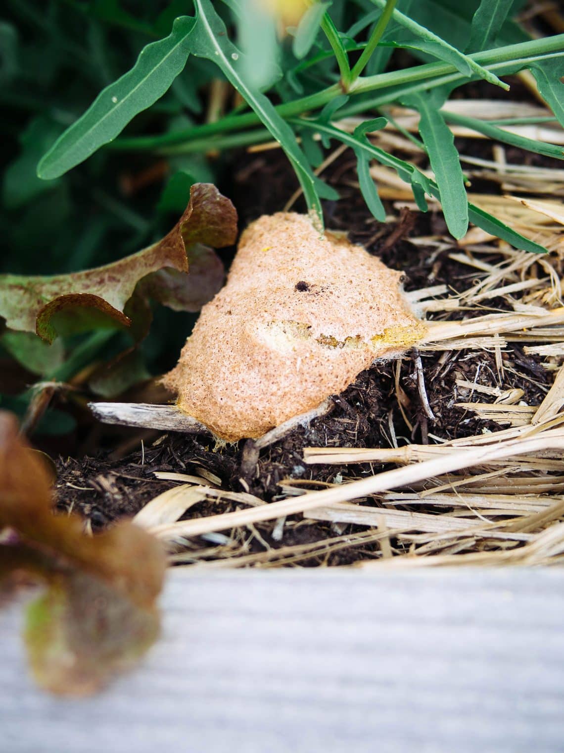 What IS That?! Dog Vomit Fungus: The Weird Slime Mold in Your Garden ...