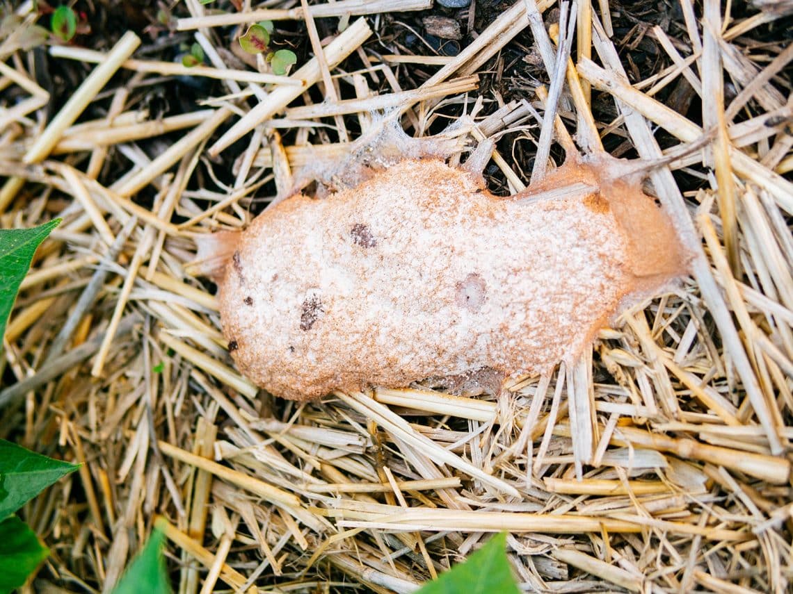 What IS That?! Dog Vomit Fungus: The Weird Slime Mold in Your Garden ...