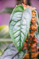 Monstera Siltepecana for Beginners: Tips for Growing a Vibrant Silver ...