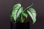 Monstera Siltepecana for Beginners: Tips for Growing a Vibrant Silver ...
