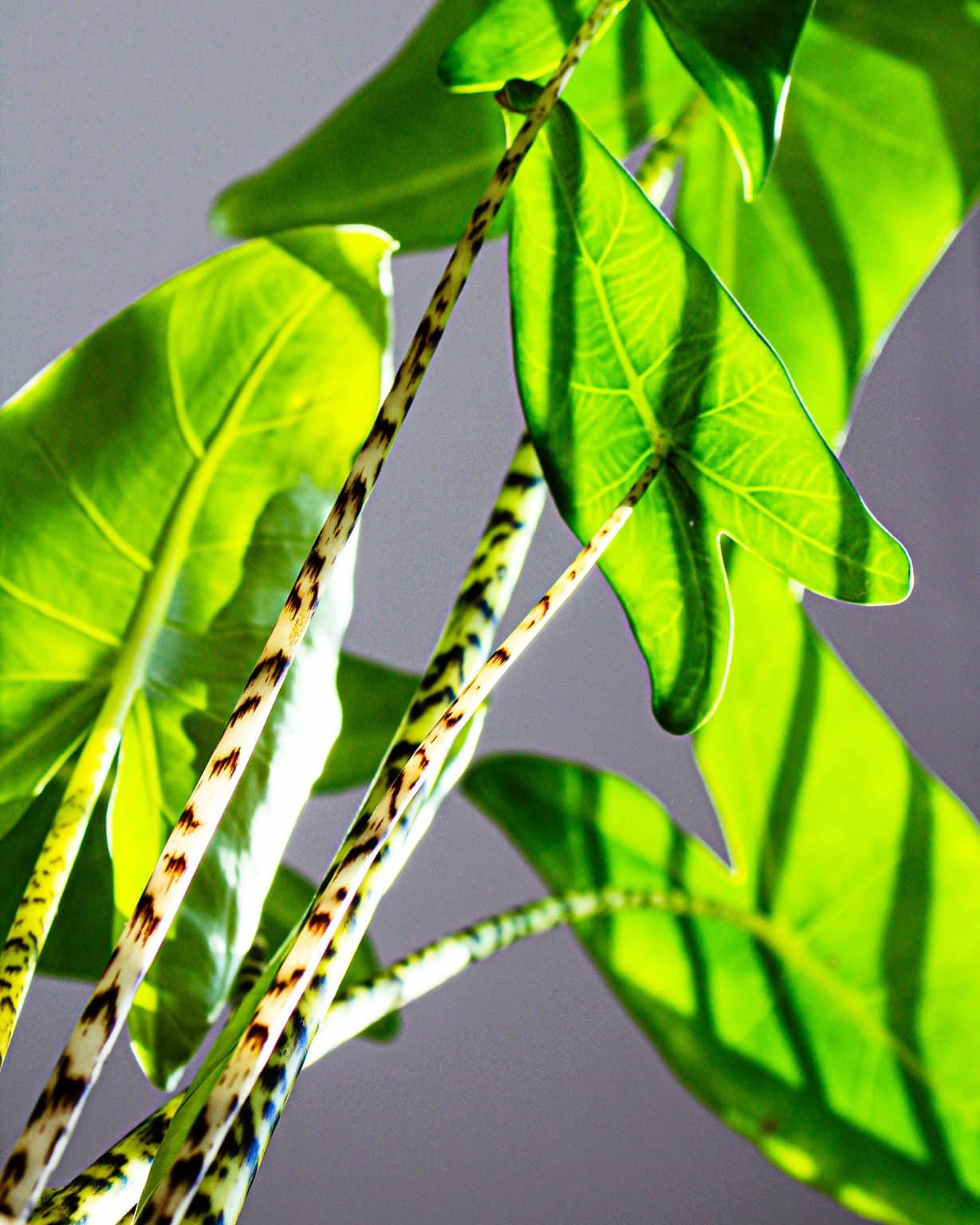 Grow a Gorgeous Alocasia Zebrina: Beginner's Guide to the Zebra Plant ...